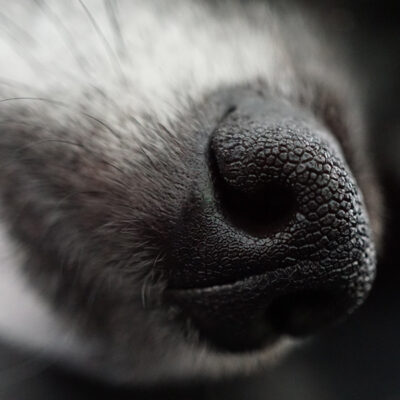 Hunde • Tierheim Dormagen