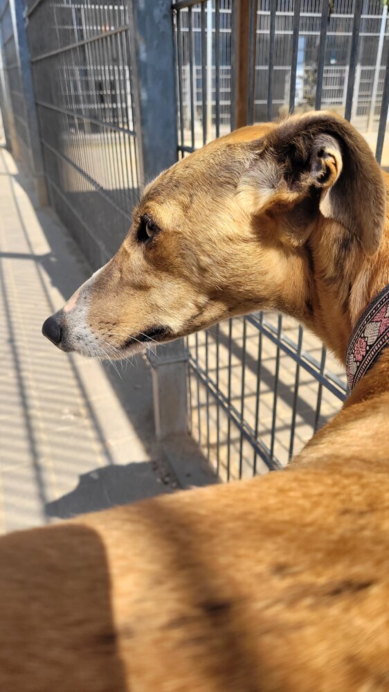 Hunde • Tierheim Dormagen