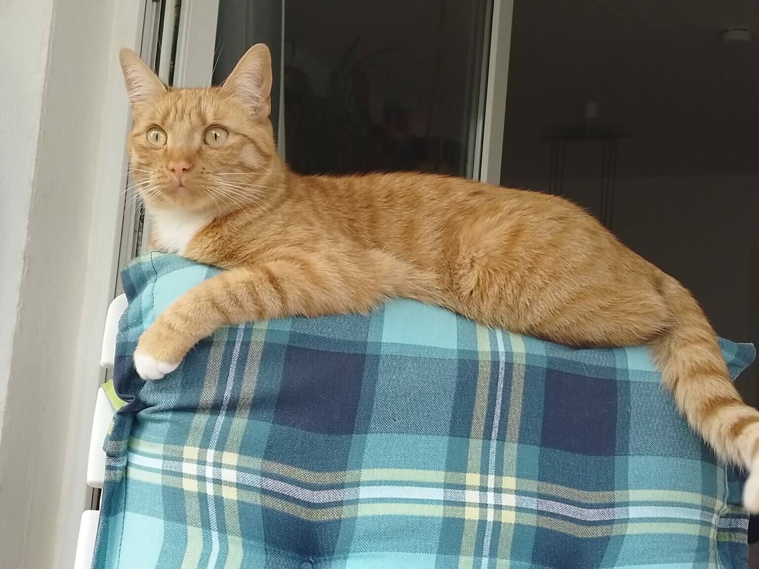 Max – Tierheim Dormagen