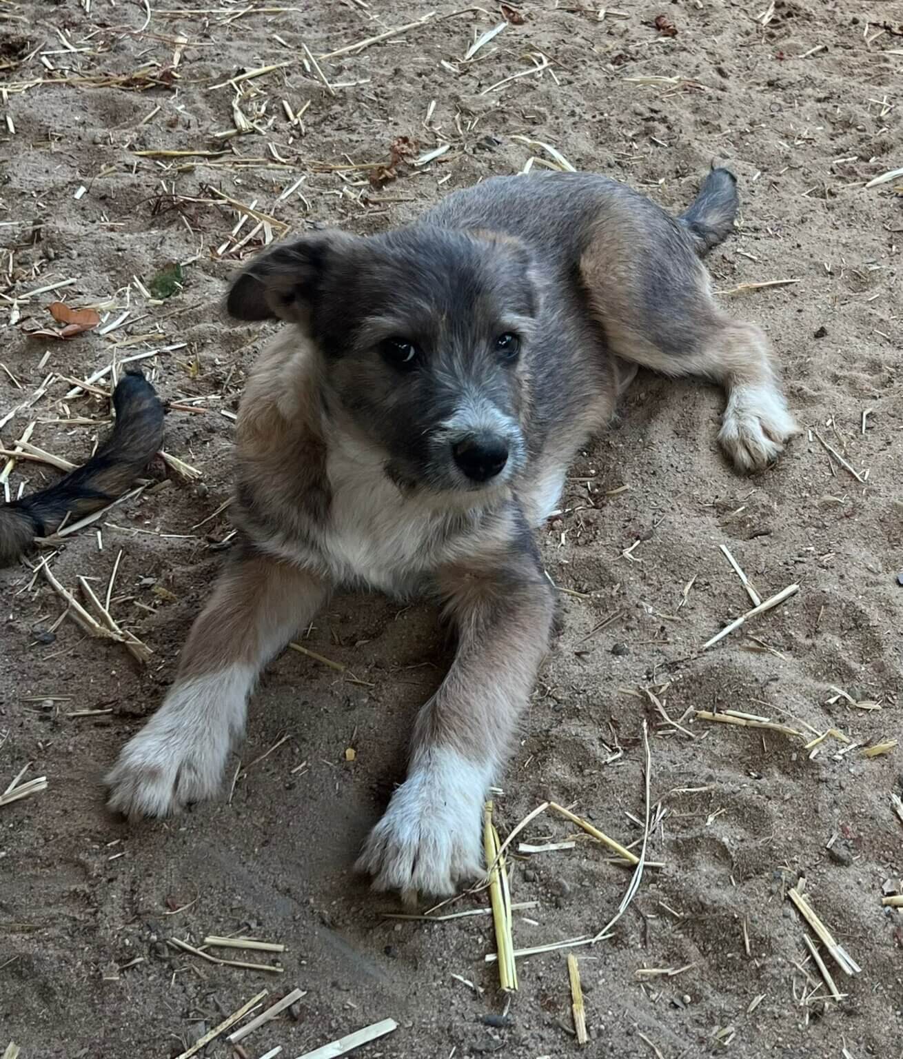 Coco – Tierheim Dormagen